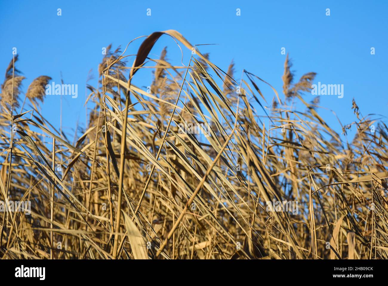 Wildlife and vegetation. Dry thickets of reeds on background of clear ...