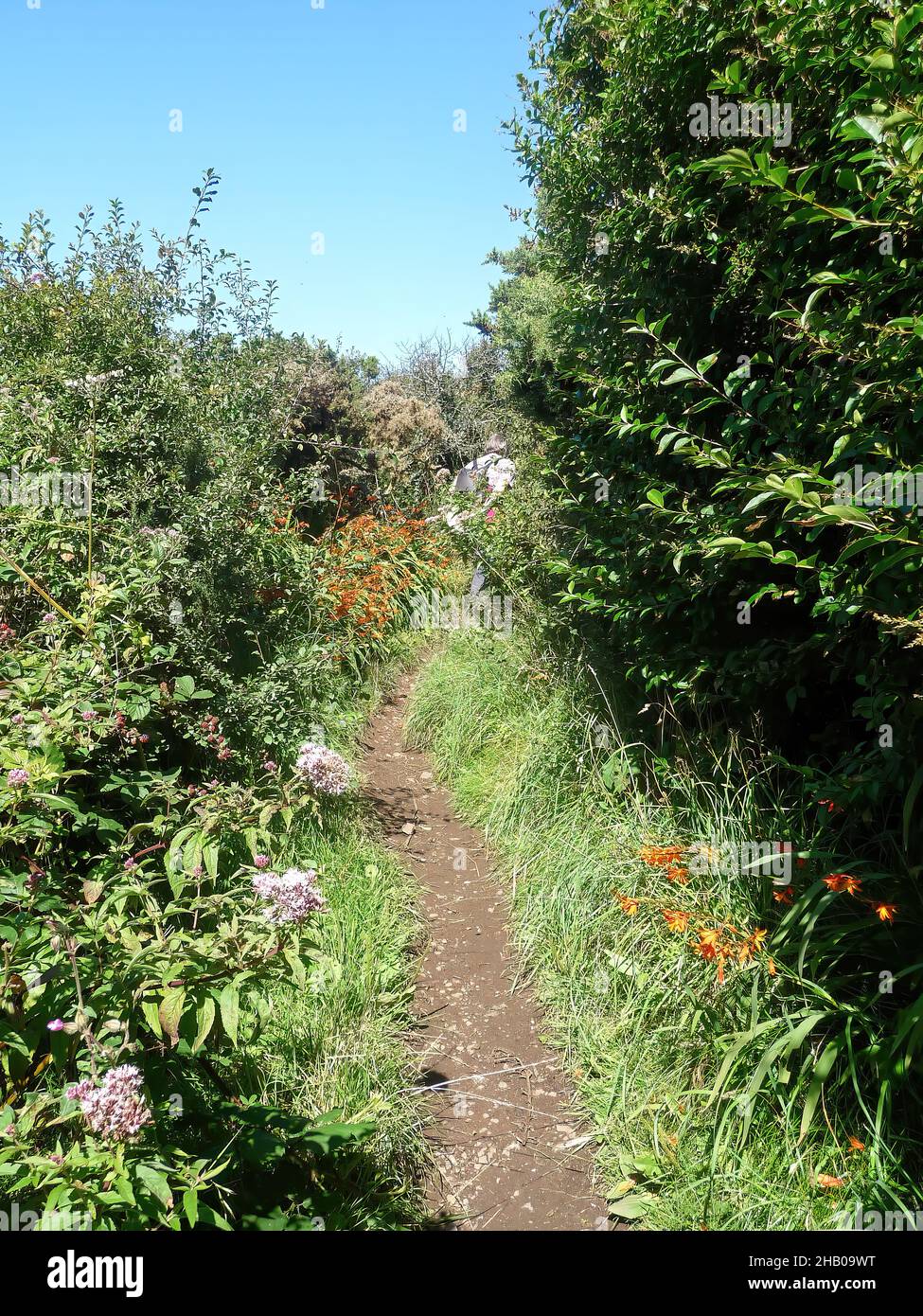 Bushes with green leaves and flowers with the path going between them ...