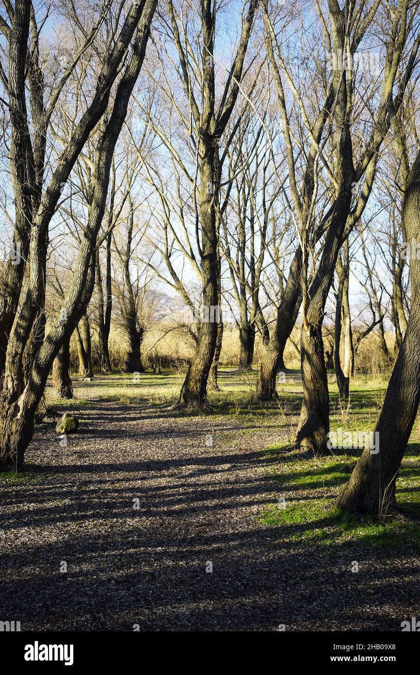 Beautiful nature scene, path between trees in forest. Sunlight shines ...