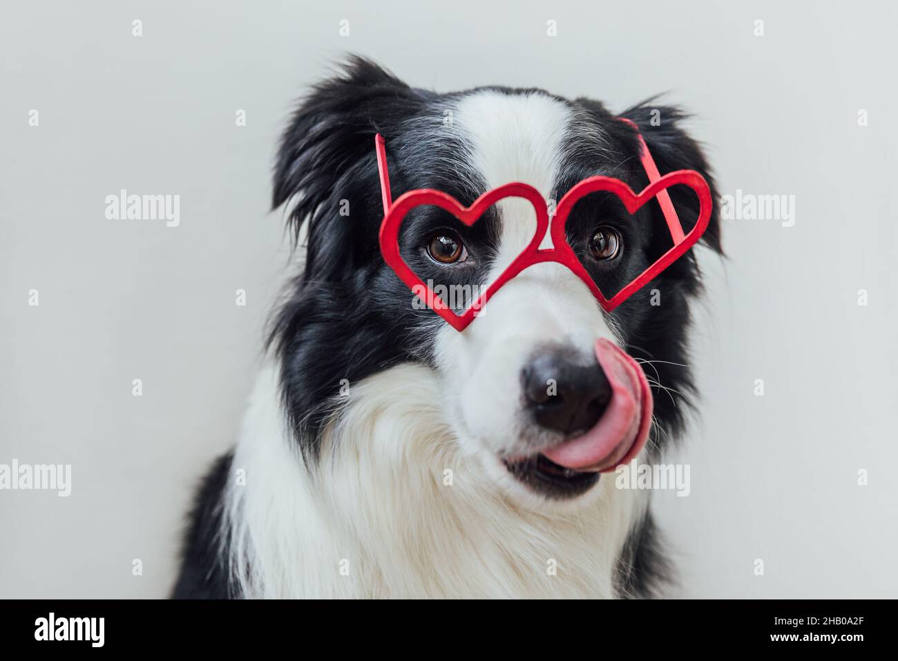 St. Valentine's Day concept. Funny puppy dog border collie in red heart ...