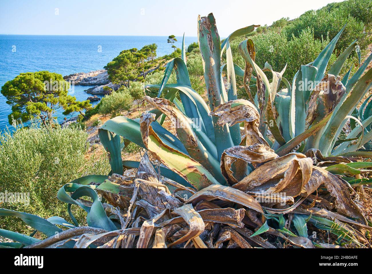 Agave plant on coastal hi-res stock photography and images - Alamy