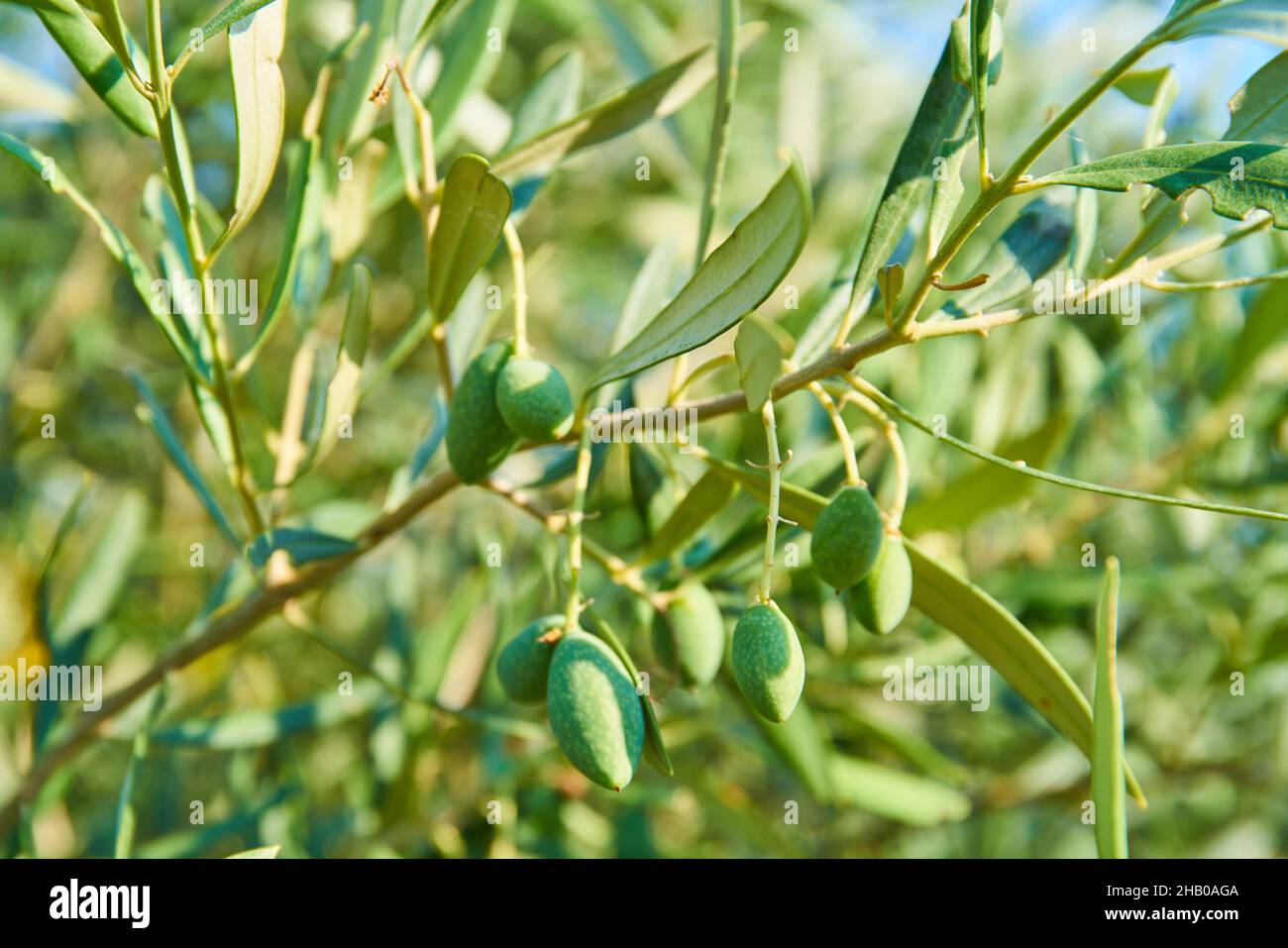 olive tree branch with small olives Stock Photo - Alamy