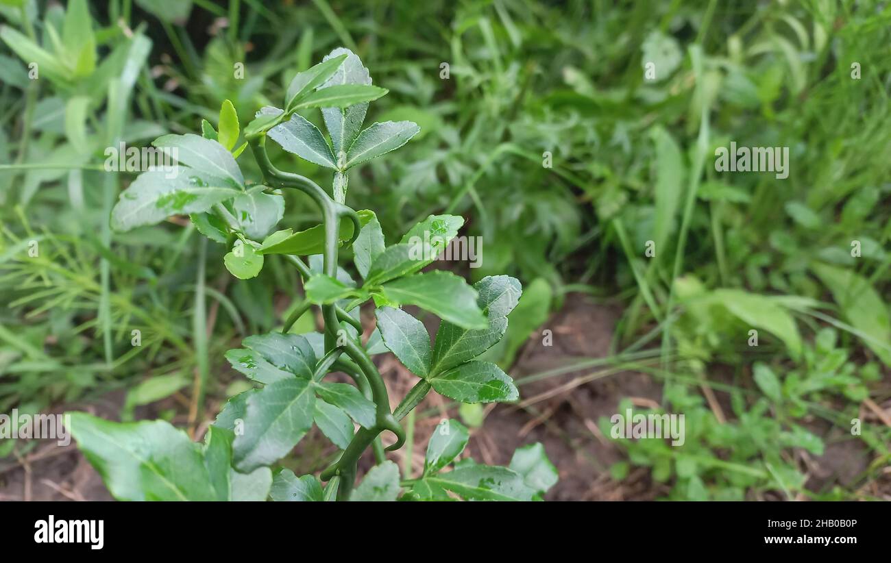 Citrus rootstocks hi-res stock photography and images - Alamy