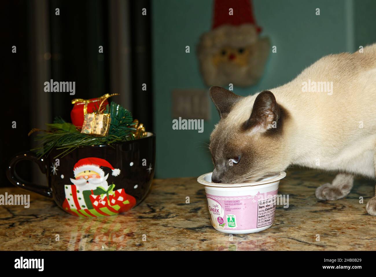 Tonkinese cat eating yogurt, next to Christmas decoration, large Santa ...