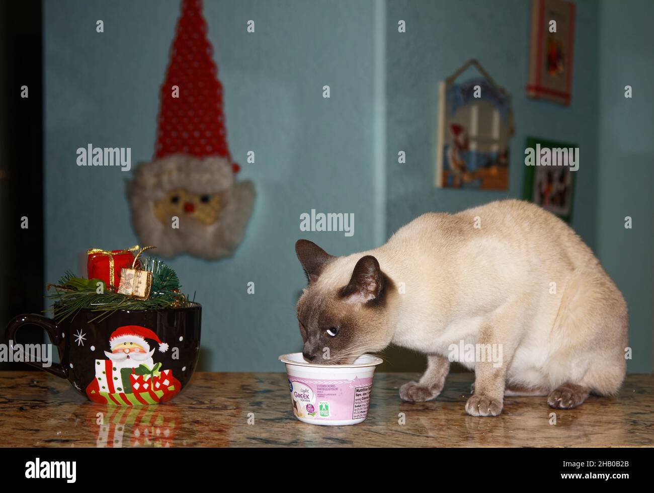 Tonkinese cat eating yogurt, next to Christmas decoration, large Santa ...