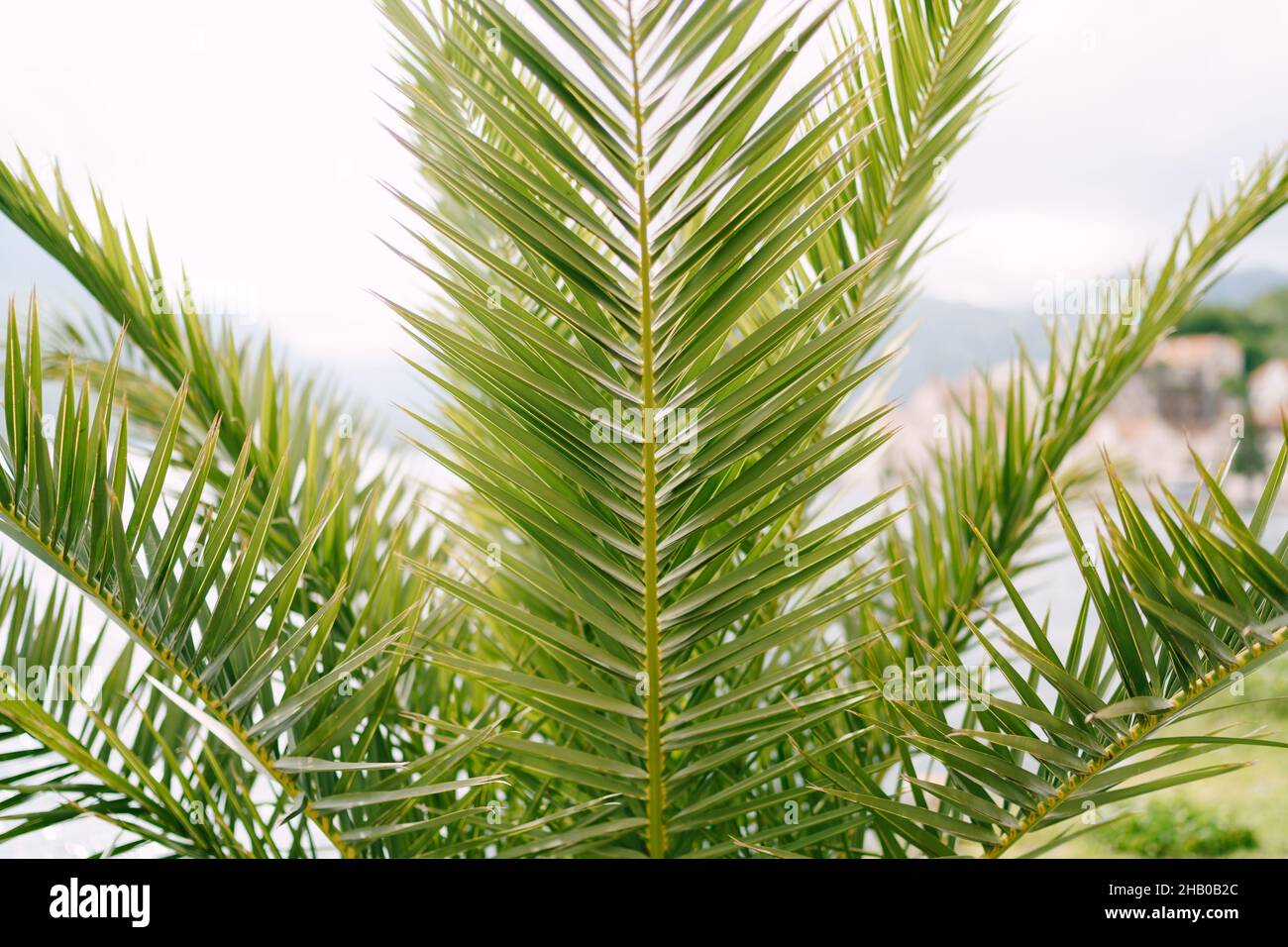 Sharp green palm leaves on the bush Stock Photo - Alamy