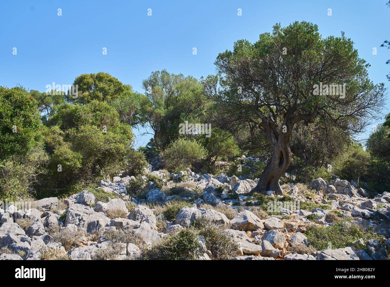 Ancient olive trees croatia Stock Photo - Alamy