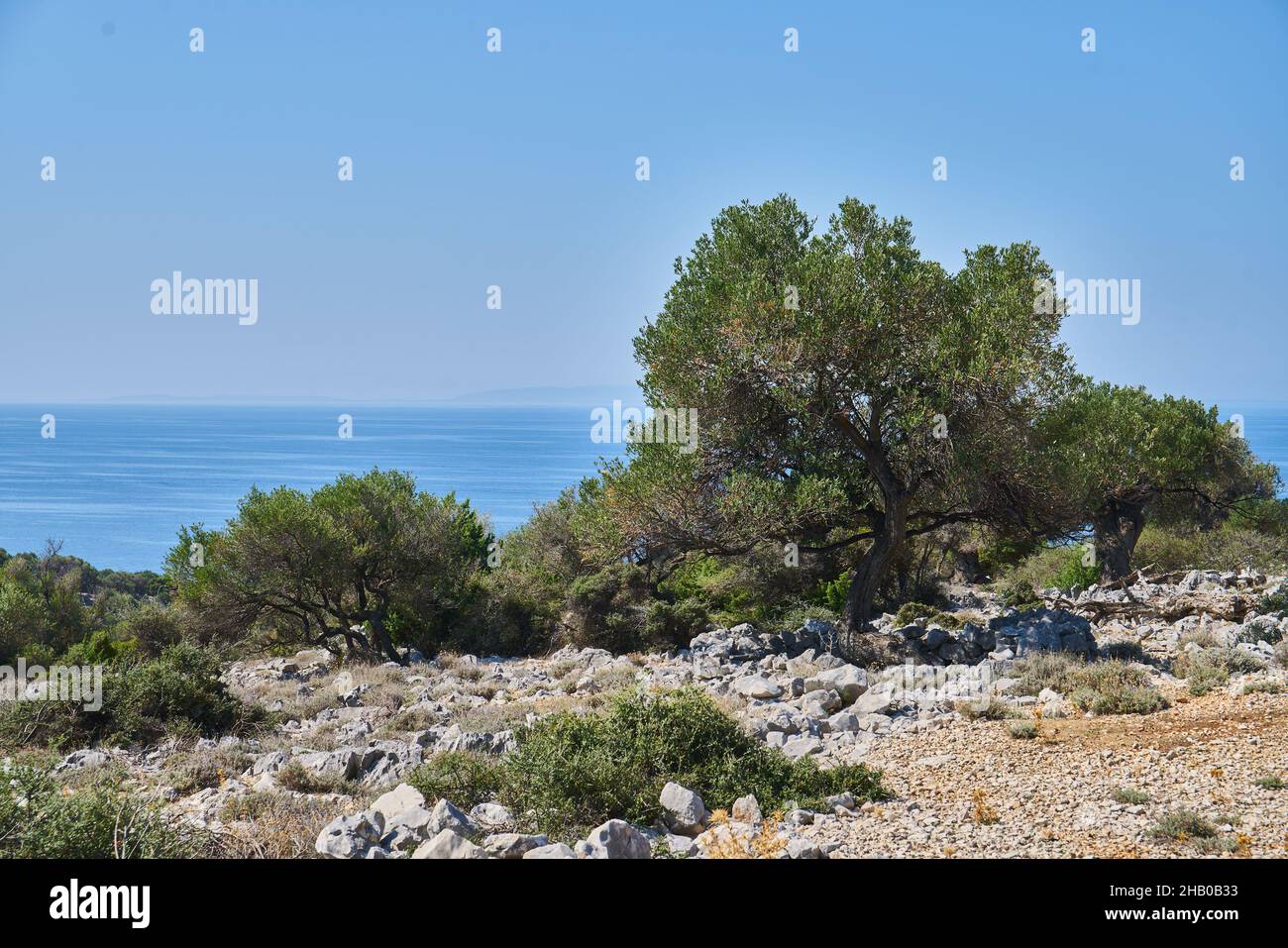 Ancient olive trees croatia Stock Photo - Alamy