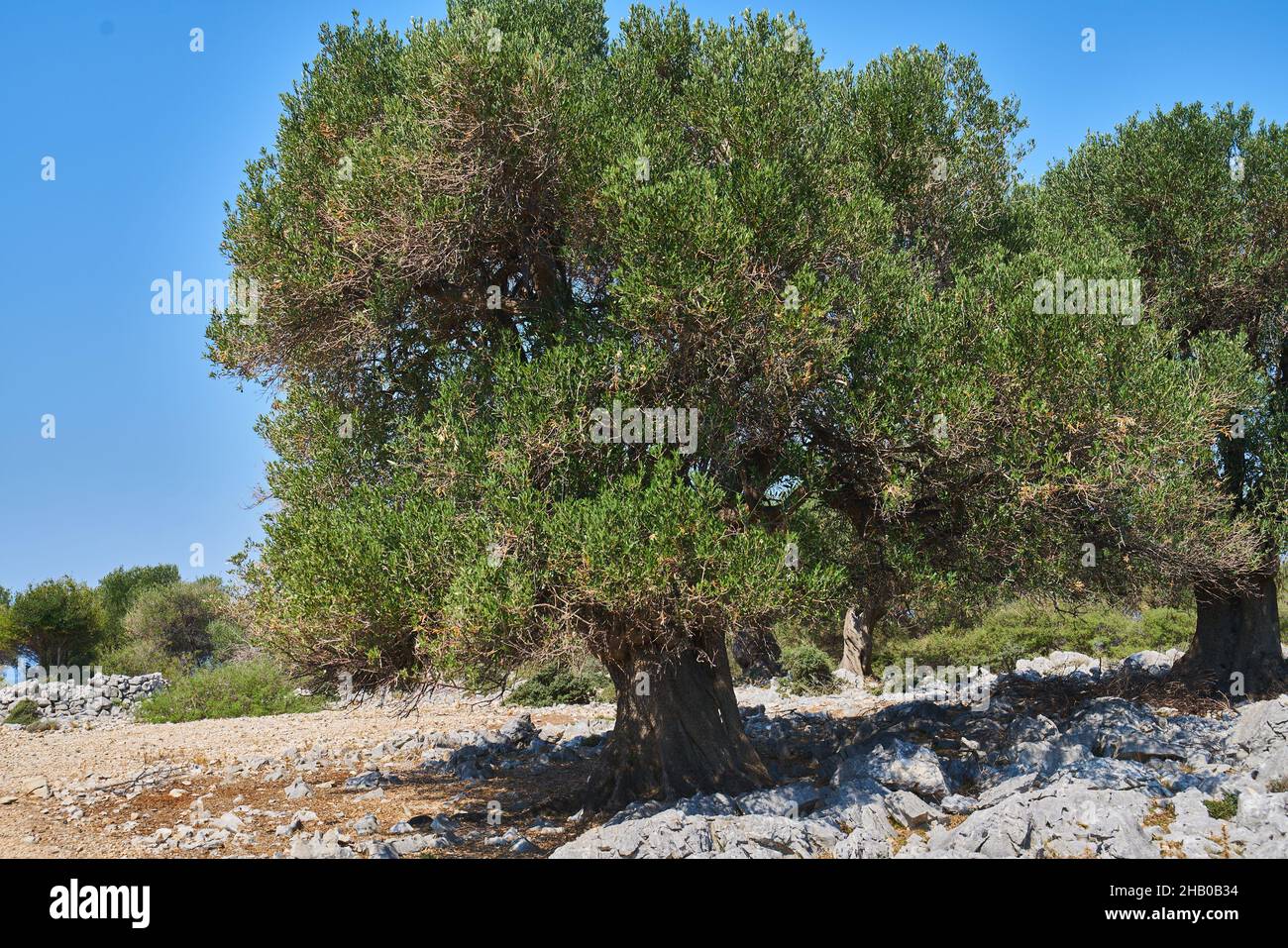 Ancient olive trees croatia Stock Photo - Alamy
