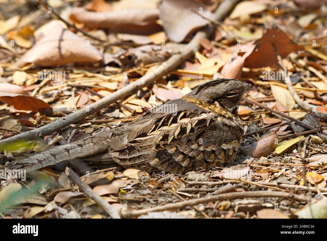 Indian jungle nightjar hi-res stock photography and images - Alamy