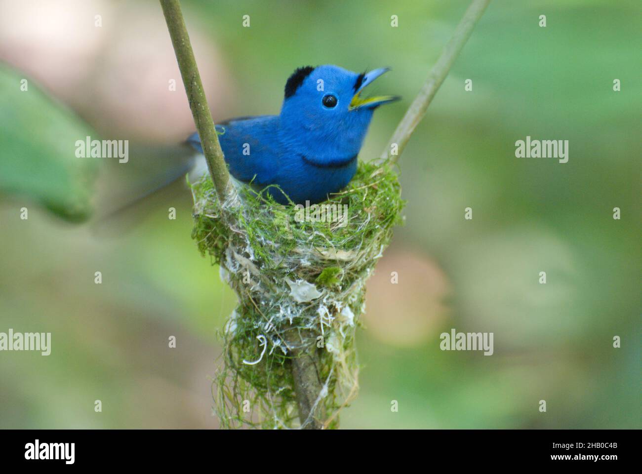 Small cute blue bird Stock Photo - Alamy