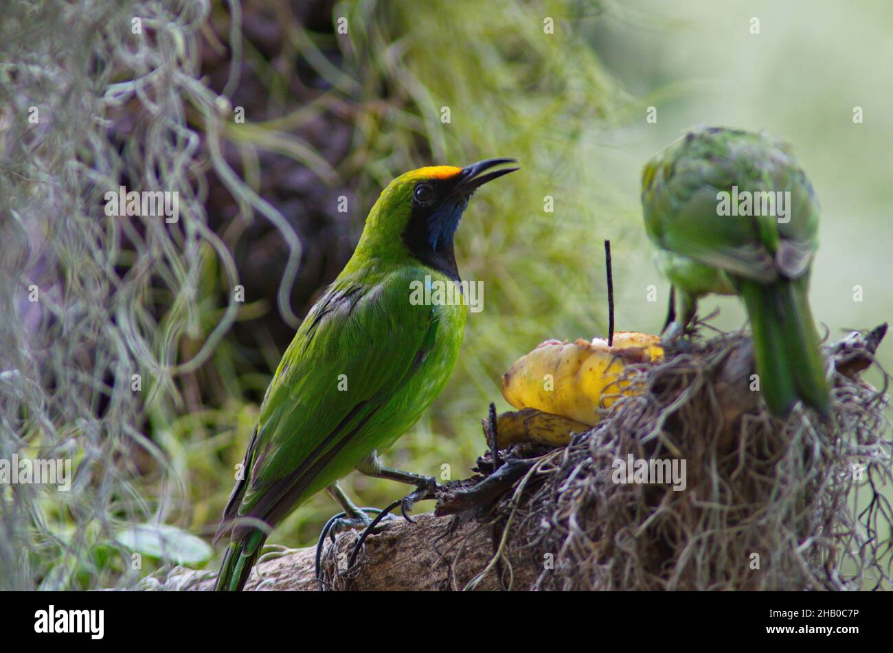 various colourful birds Stock Photo - Alamy