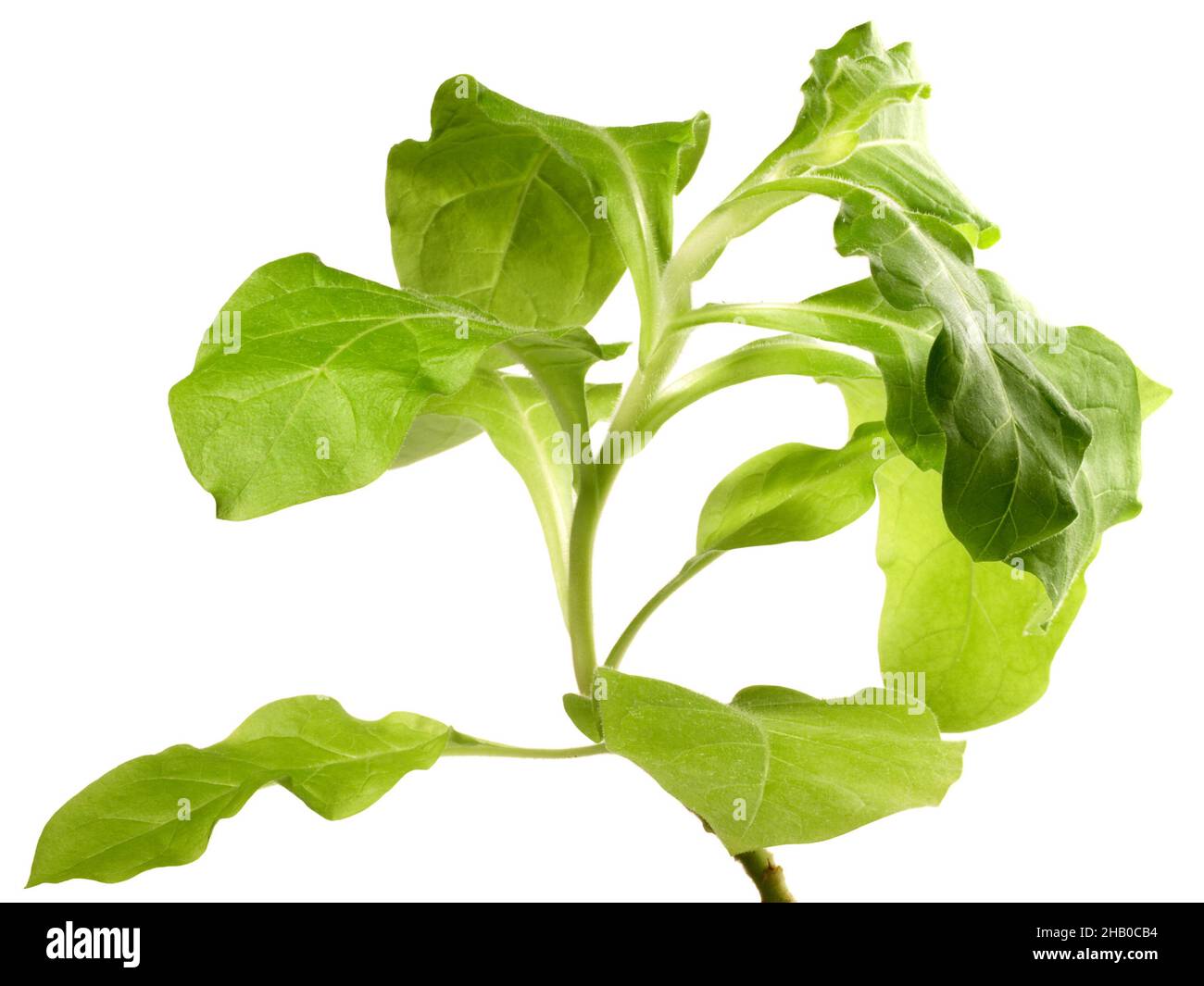 Small growing Tobacco Plant Stock Photo - Alamy