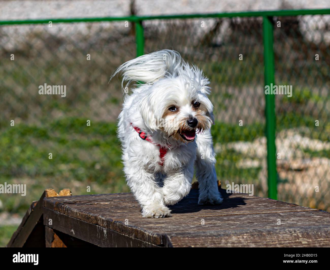 A happy cool dog in the sun hi-res stock photography and images - Alamy