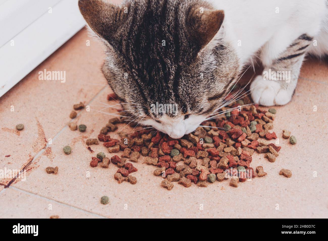 Little tabby cat eating his food Stock Photo - Alamy
