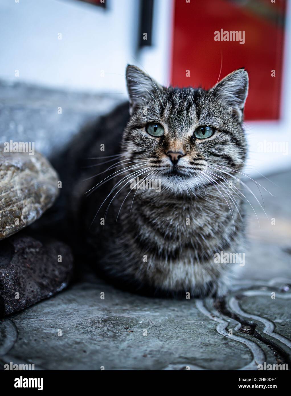 Beautiful homeless cat with green eyes at the street Stock Photo - Alamy