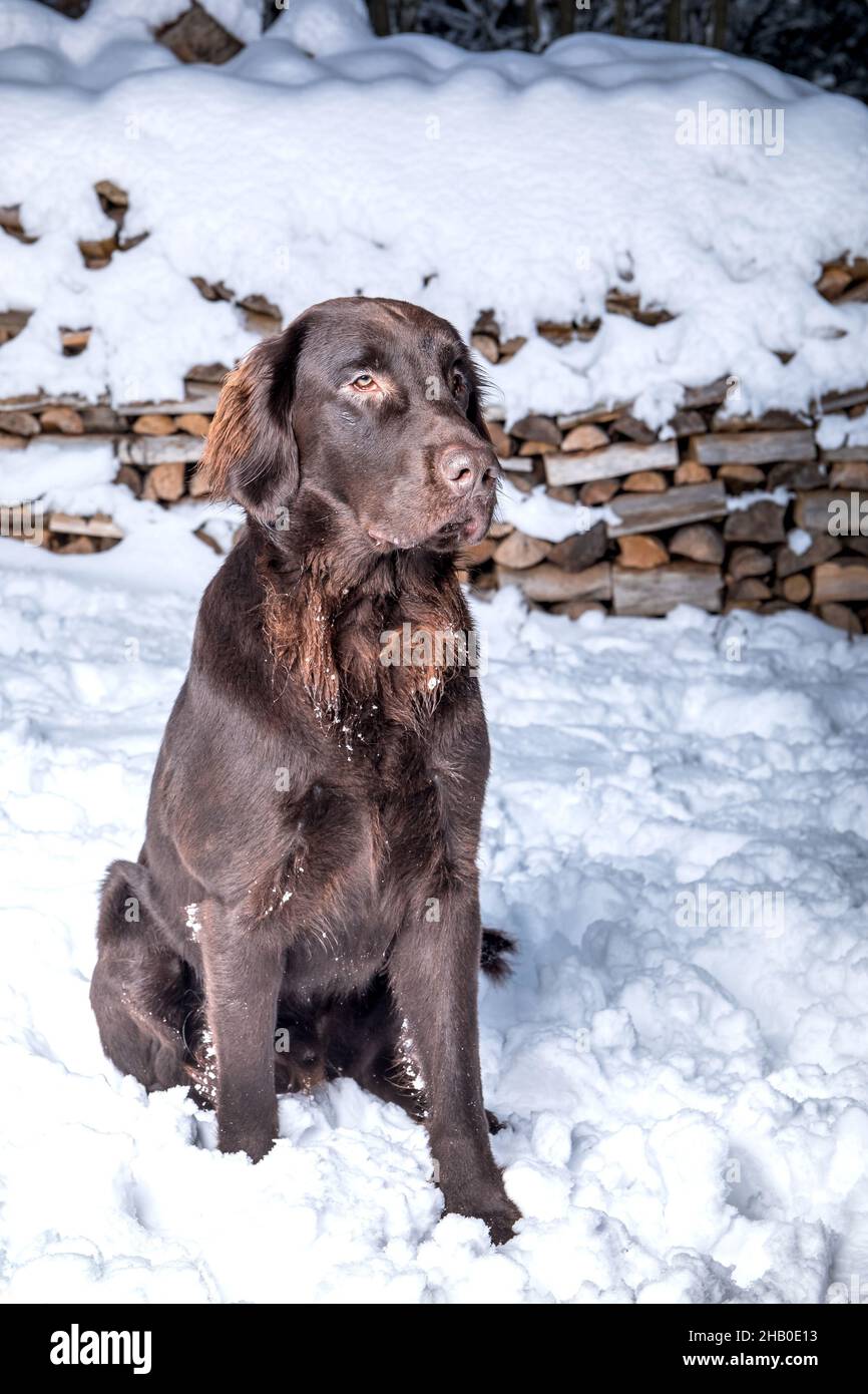 Beautiful young dog. Brown Flat coated retriever dog sitting in the ...