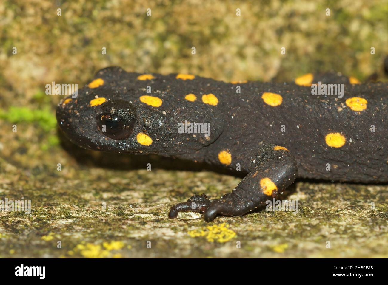 Closeup on a terrestrial juvenile of the colorful Anatloian newt ...