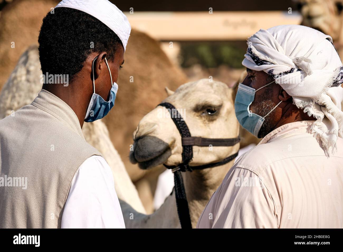 AL AIN, UNITED ARAB EMIRATES - Nov 01, 2021: A close-up shot of two ...