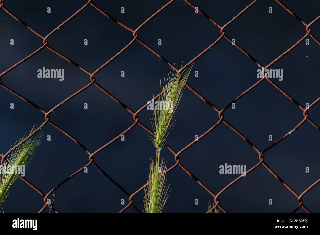 Closeup of the foxtail on the metal fence Stock Photo - Alamy