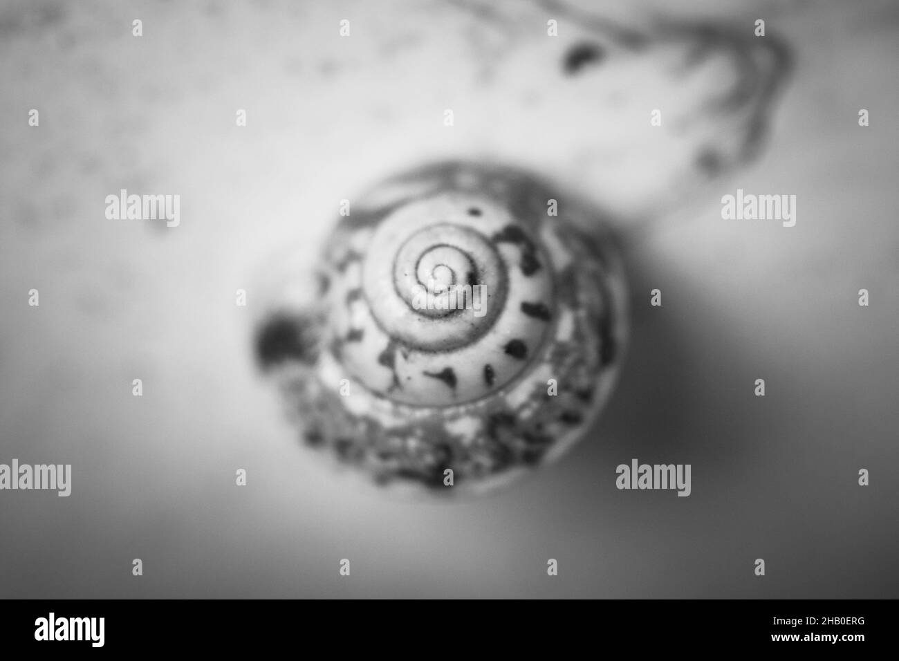 Grayscale closeup of the snail's shell. Spiral pattern Stock Photo - Alamy