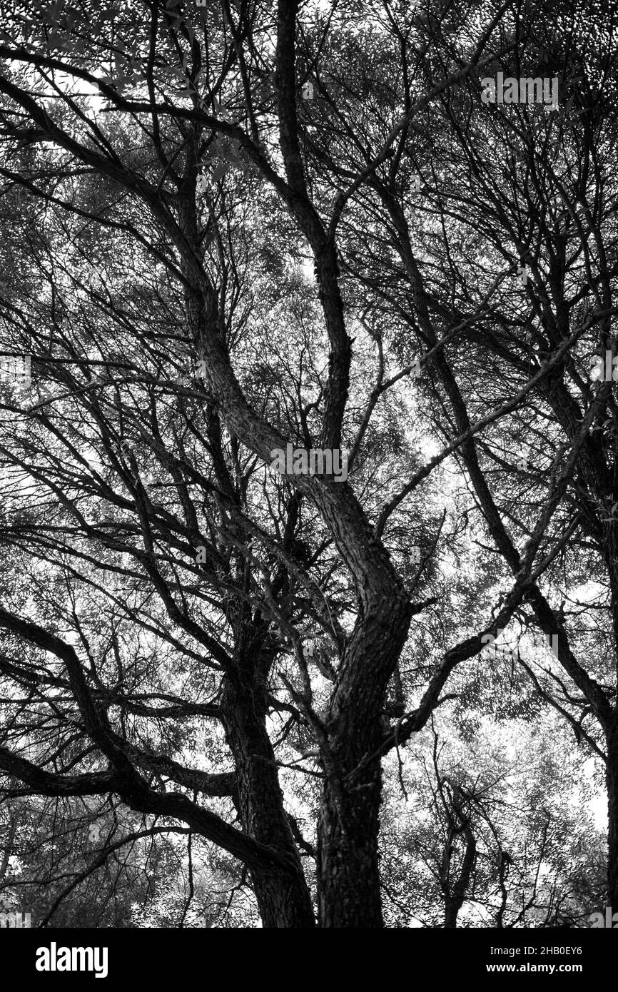 Vertical greyscale shot of the branches of tall trees in a park Stock ...