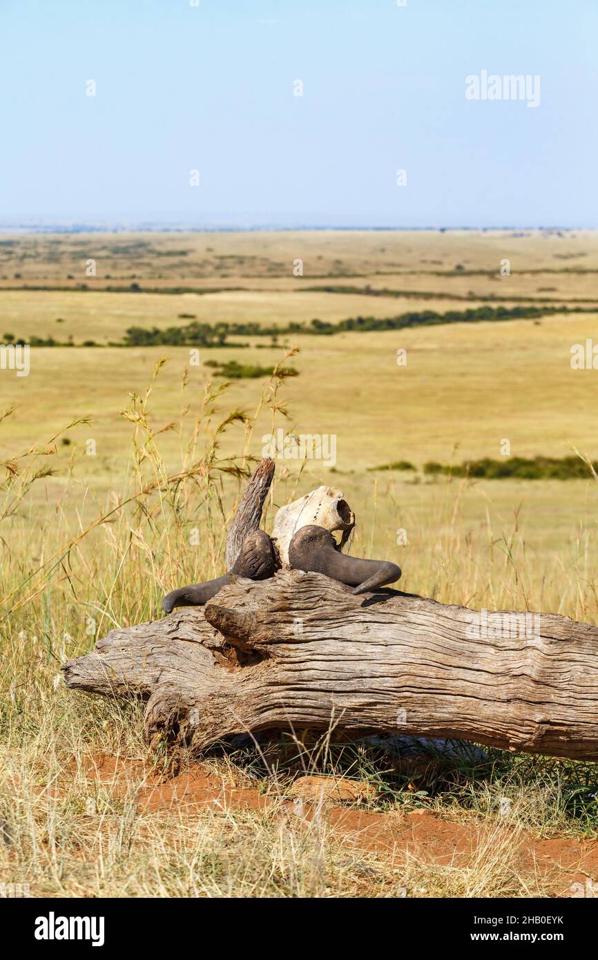 Skeleton Skull on a tree log in the savanna Stock Photo - Alamy