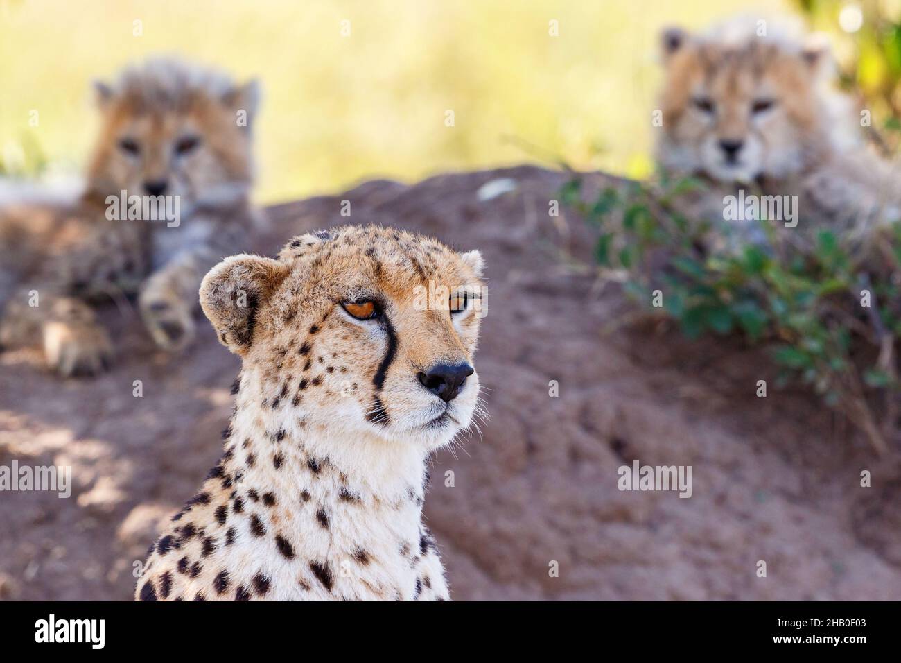 Cheetah with two cubs resting on a termite mound Stock Photo - Alamy