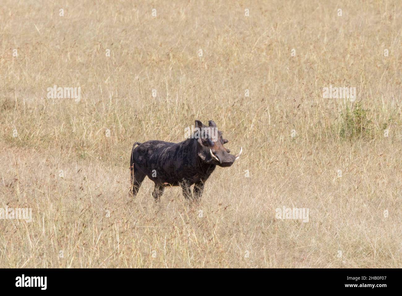 Warthog on the savanna in africa Stock Photo - Alamy