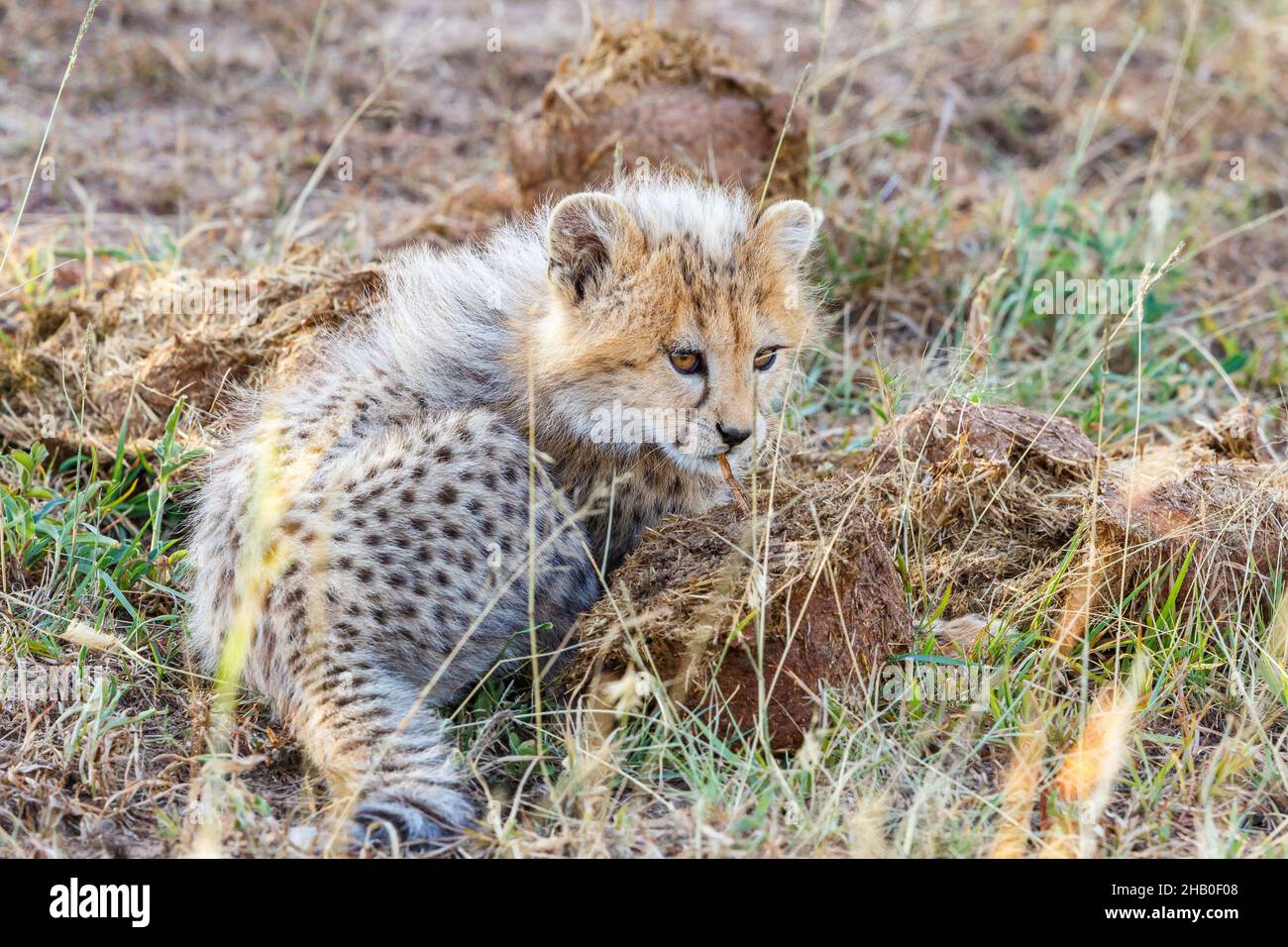 Little cheetah hi-res stock photography and images - Alamy