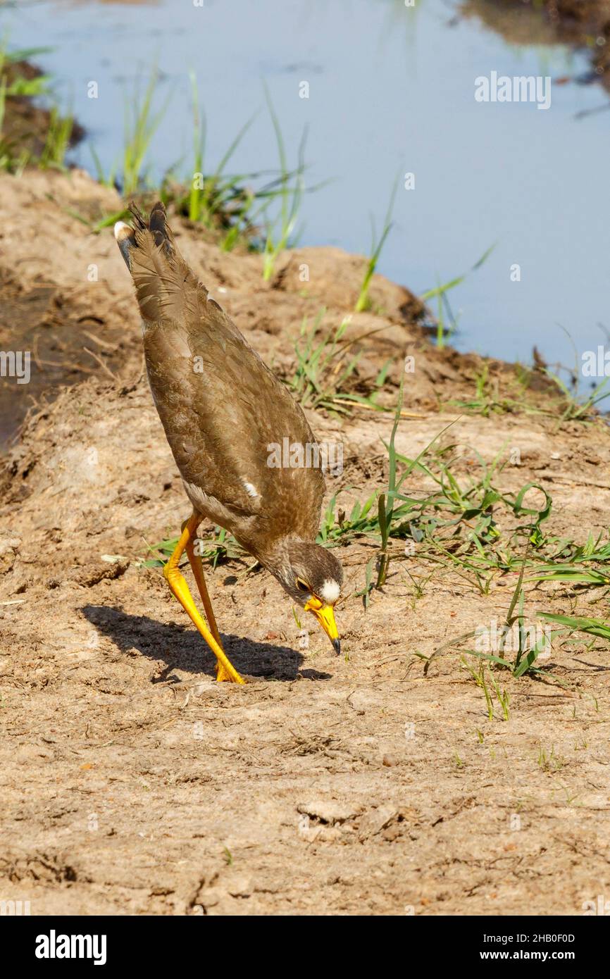 African Wattled lapwing looking for food on the ground Stock Photo - Alamy