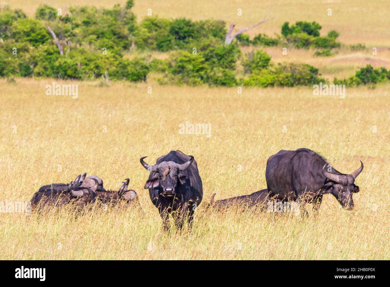 African Buffalos the grassland in Africa Stock Photo - Alamy