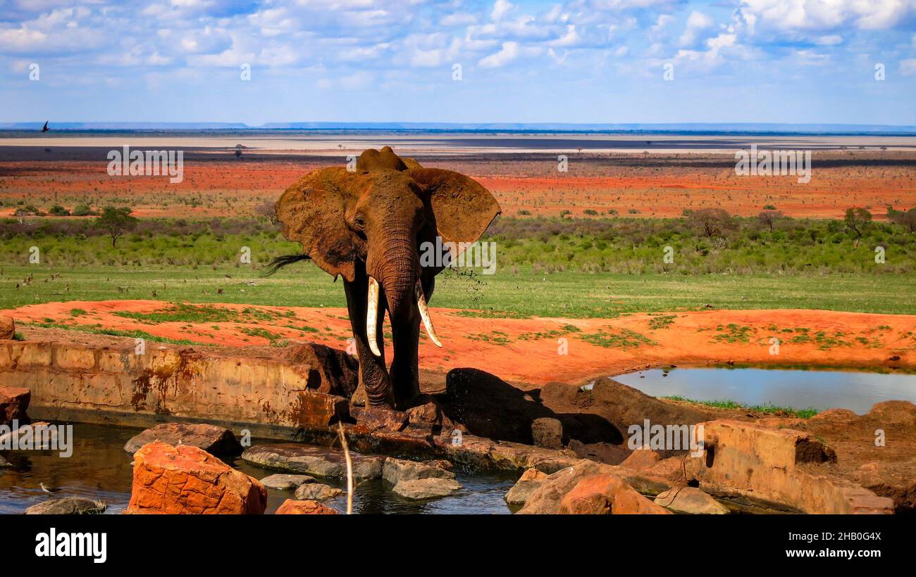 Kenya Landscape with Animals and Trees Stock Photo - Alamy