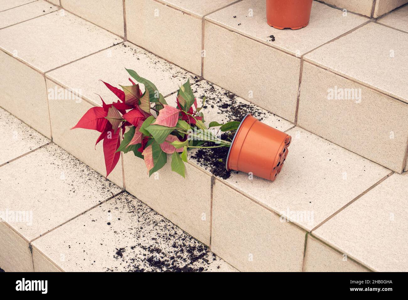 Flower pot accident. Fallen flower pot with soil and a plant on the ...
