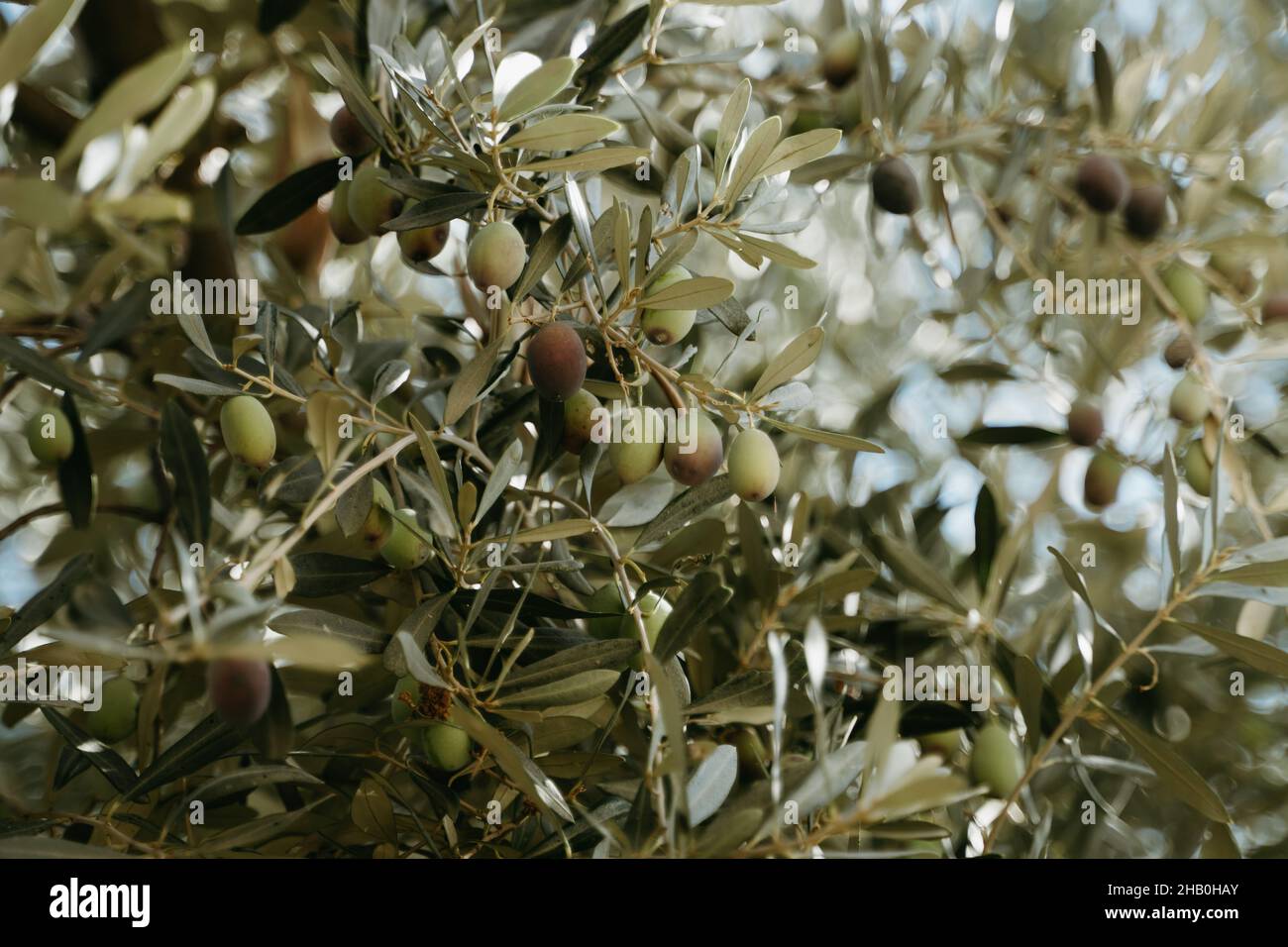 Close up of green olives on the tree. Turkish olives trees branch ...