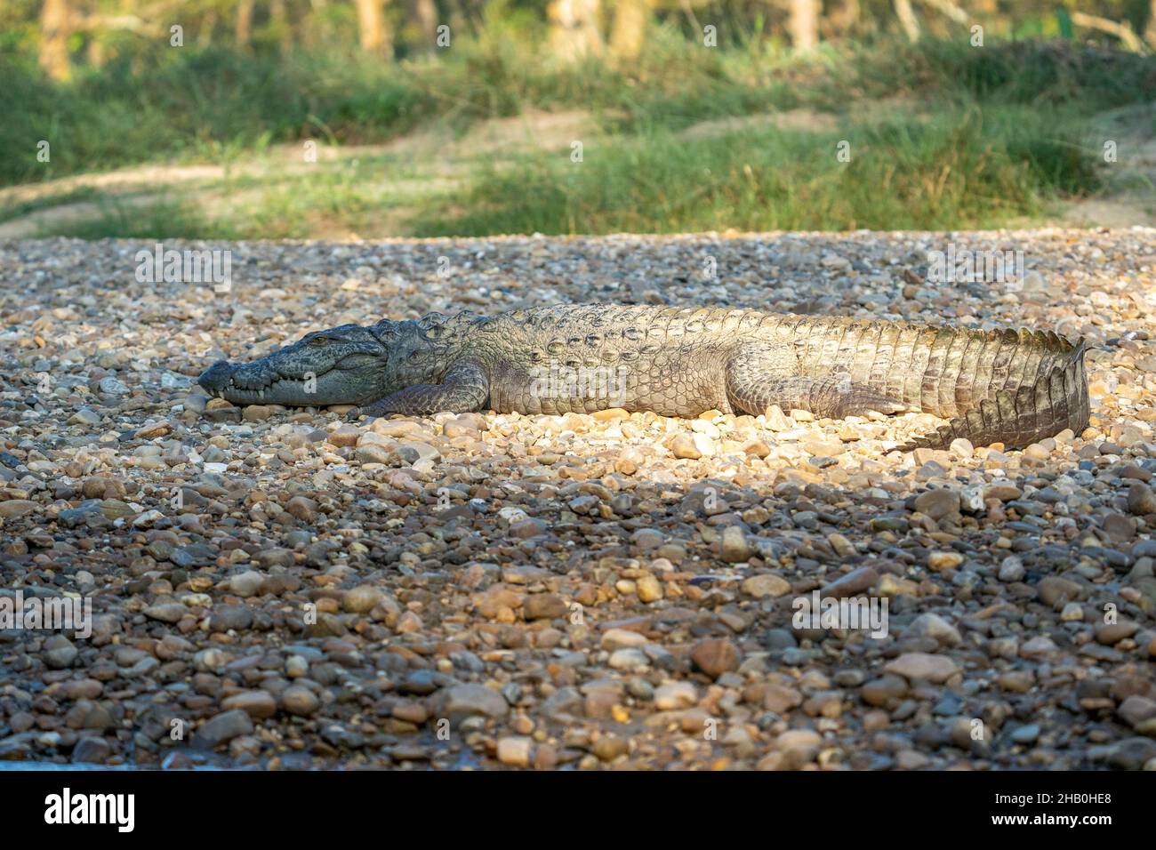 A muggar crocodile bathing in the sun on the bank of a river Stock ...