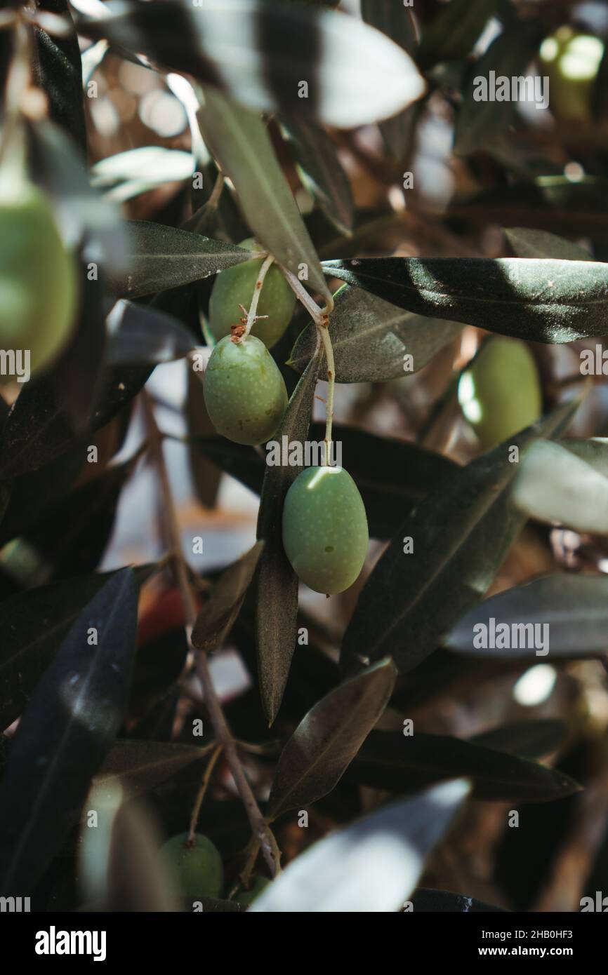 Olive branch with ripe olives. Olive oil trees full of olives. Olives ...