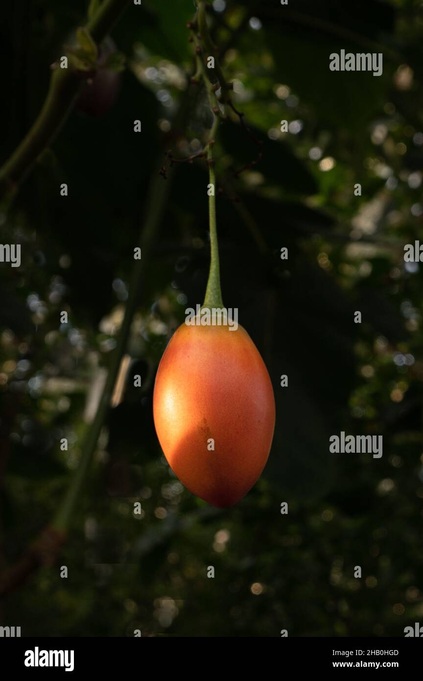 Single tomato of the Tamarillo tree (Solanum Betaceum Stock Photo - Alamy