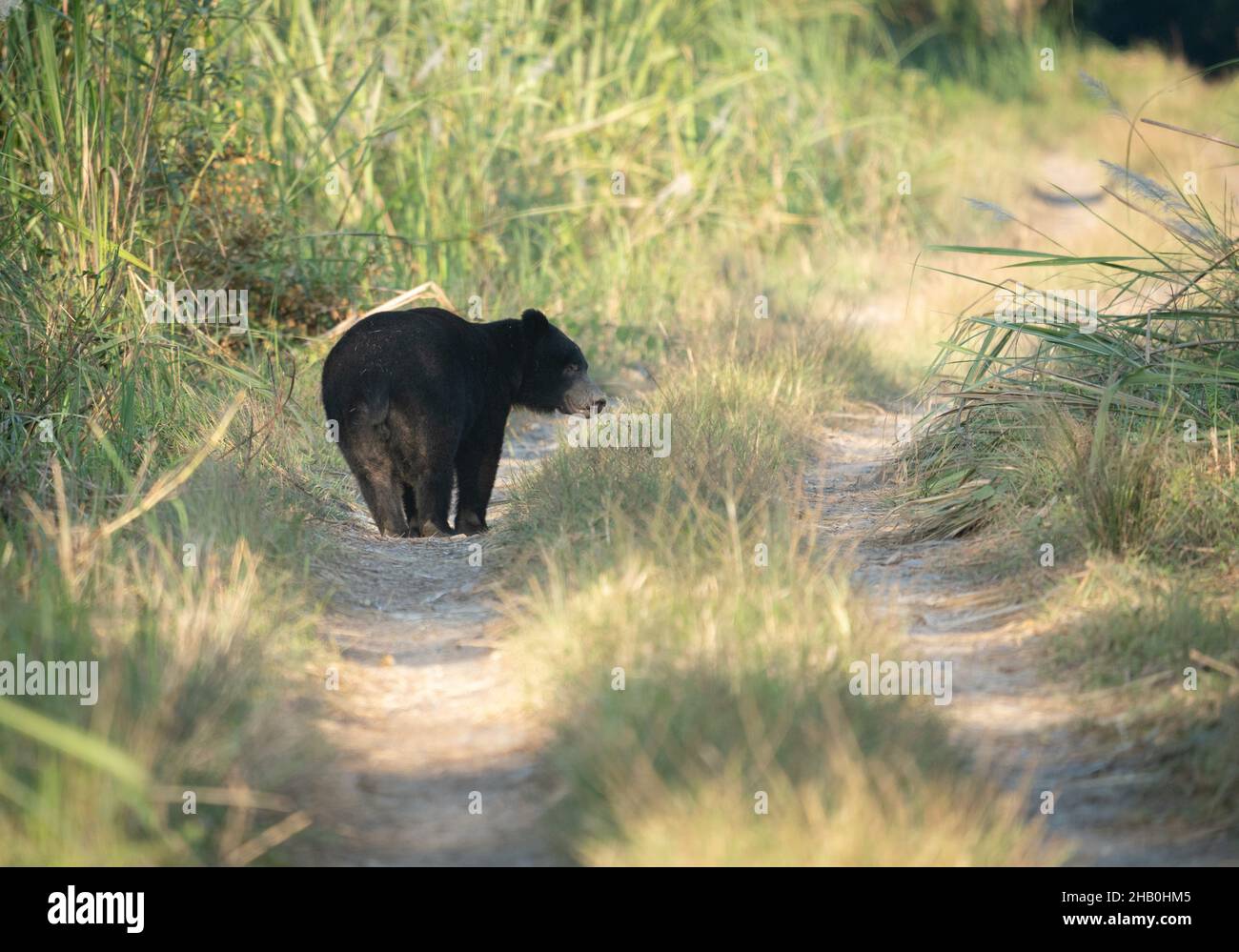 Sloth walking hi-res stock photography and images - Alamy