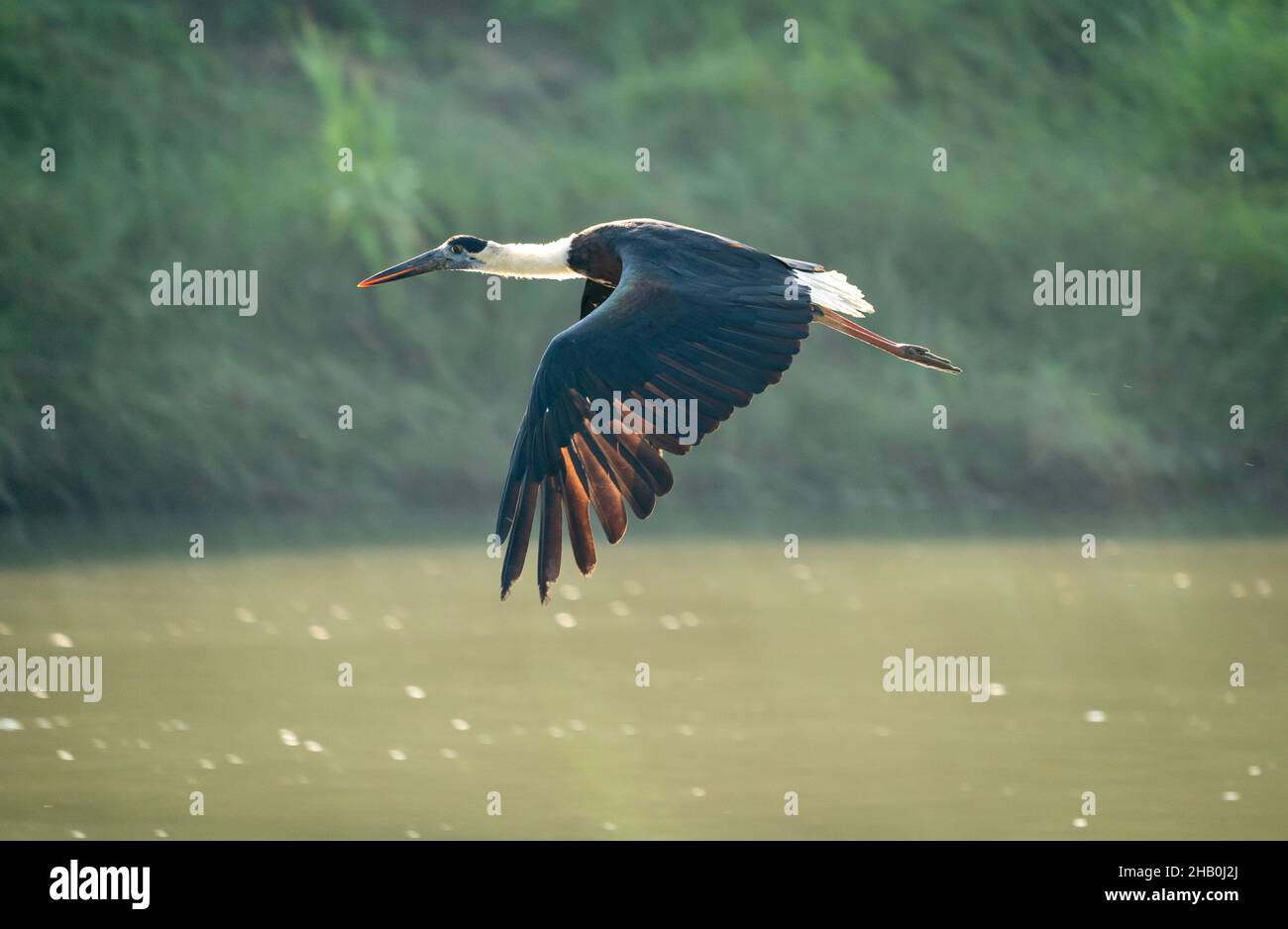 A Woolly Necked Stork in flight over a river in the Chitwan National ...