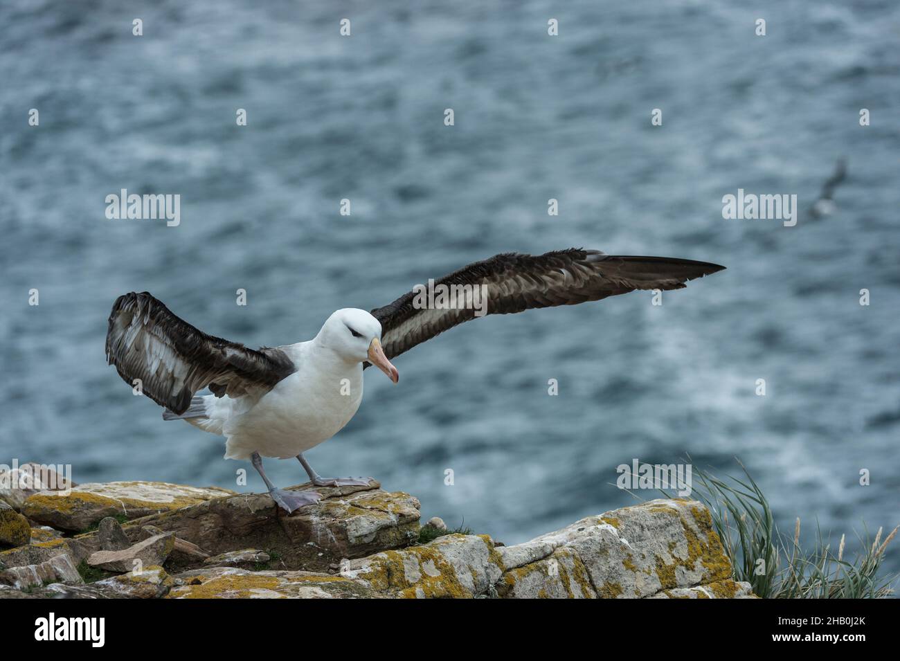 A black browed albatross lands on a rock overlookiong the sea at ...