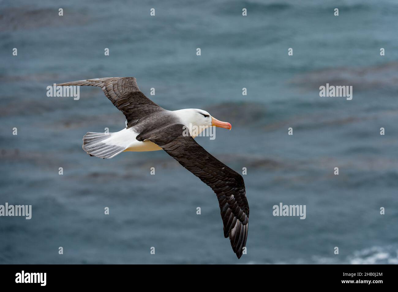 Albatross flying falkland islands hi-res stock photography and images ...