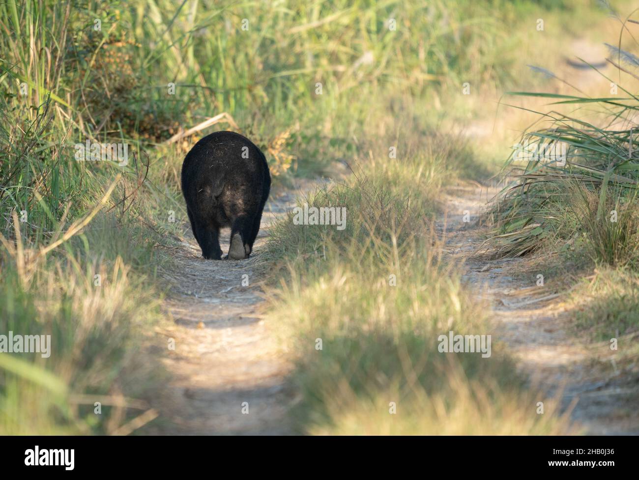 Sloth walking hi-res stock photography and images - Alamy