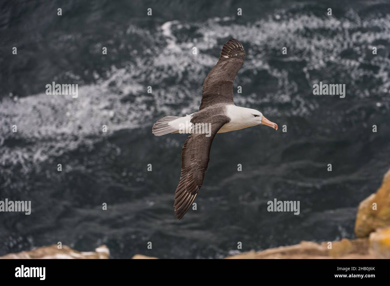 Albatross flying falkland islands hi-res stock photography and images ...