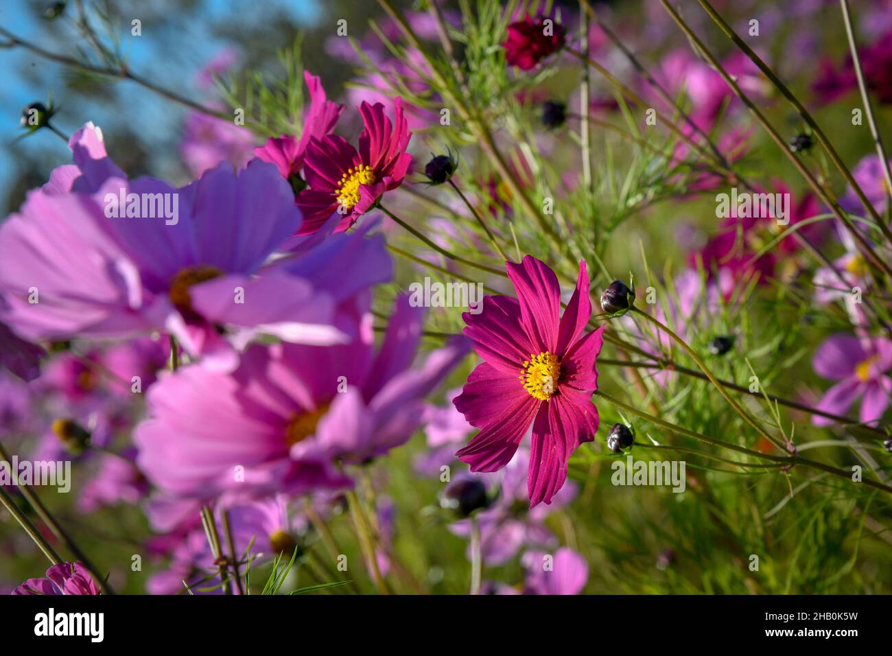 Closeup of the Cosmos flowers in the meadow Stock Photo - Alamy