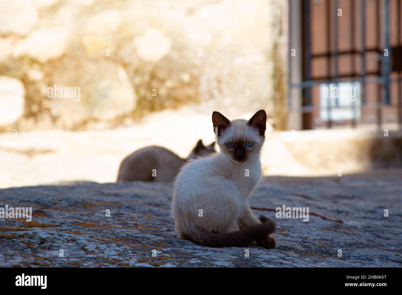 Siamese kittens playing on stone street Stock Photo - Alamy