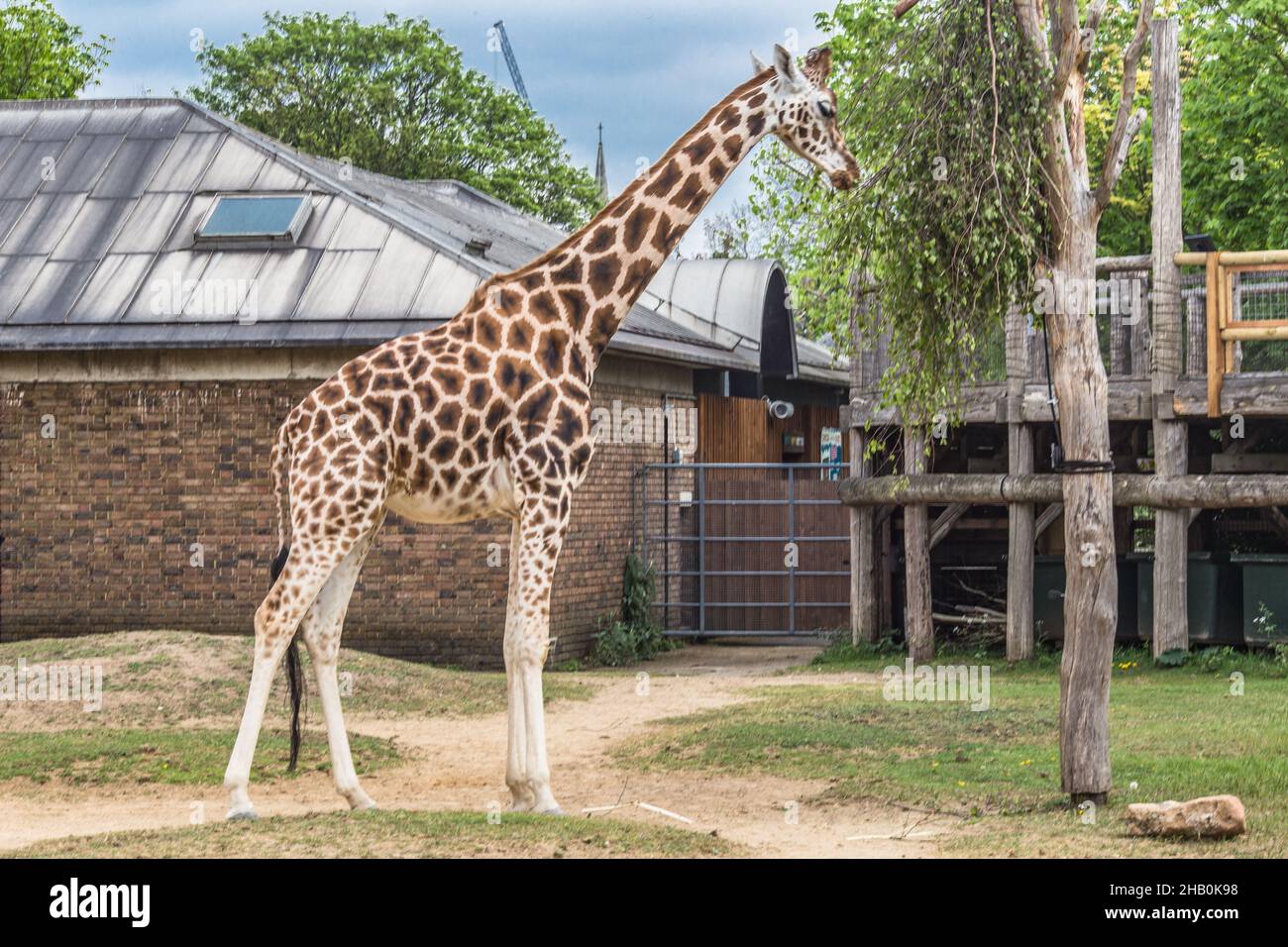 Medieval zoo hi-res stock photography and images - Alamy