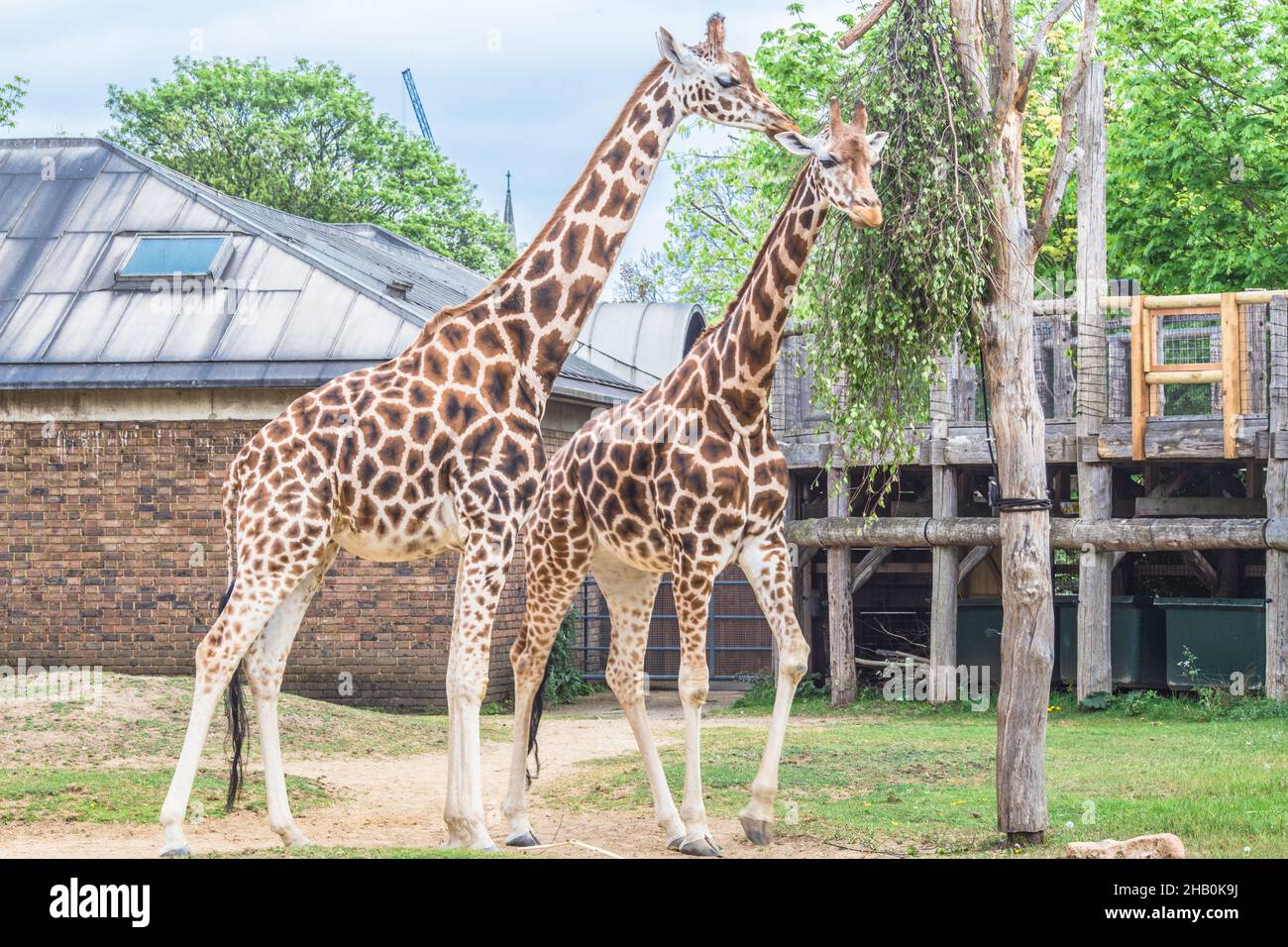 Beautiful giraffes at London Zoo,ZSL London Zoo Stock Photo - Alamy