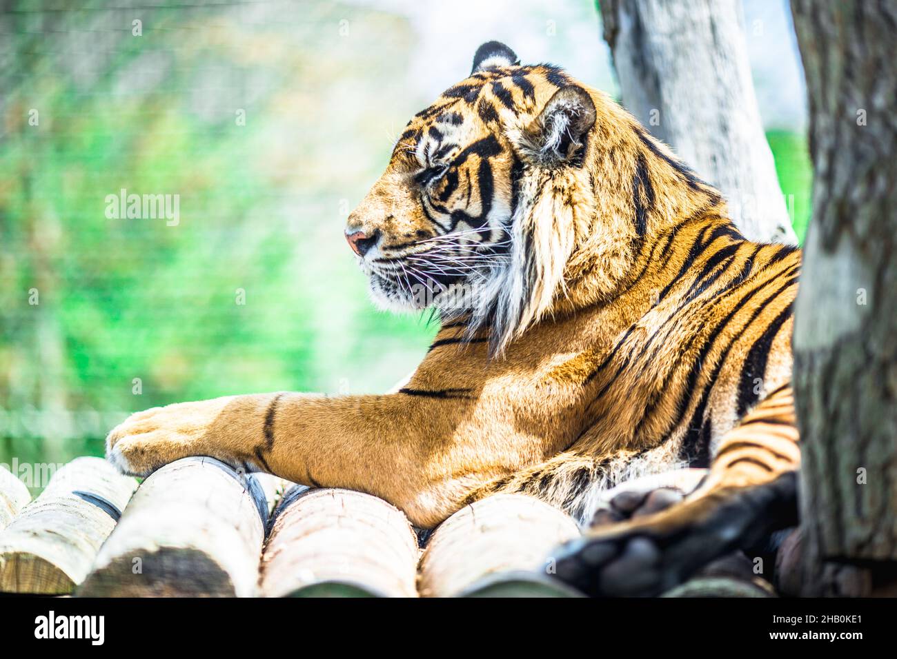 London Zoo in Regent Park England.,ZSL London Zoo Stock Photo - Alamy
