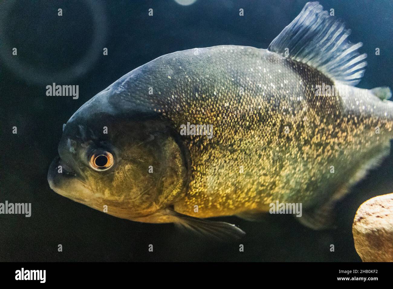 Piranhas In Water High Resolution Stock Photography and Images - Alamy